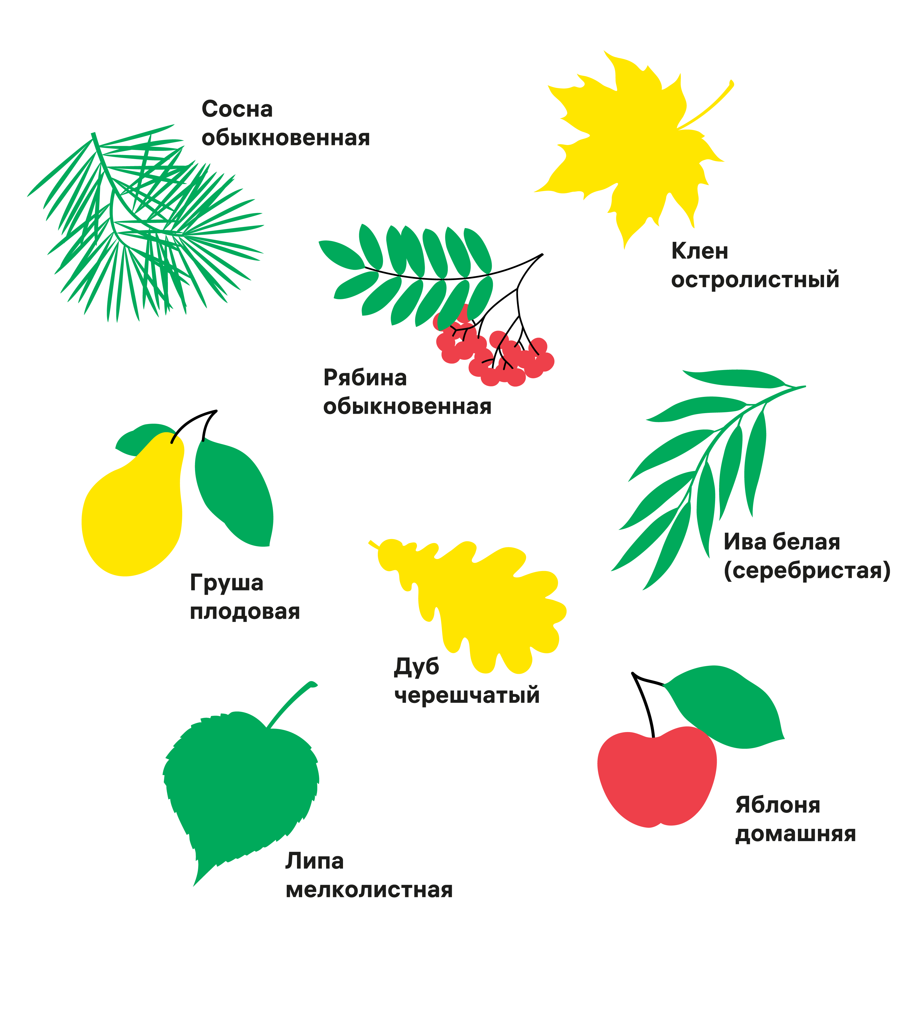 Nashe Derevo identity and communication strategy